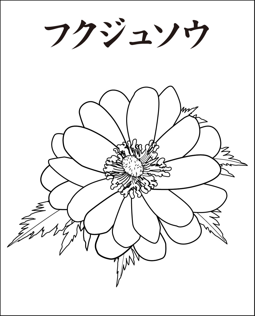高齢者レク素材 福寿草定番塗り絵介護レク広場レク素材やレクネタ企画書の無料ダウンロード