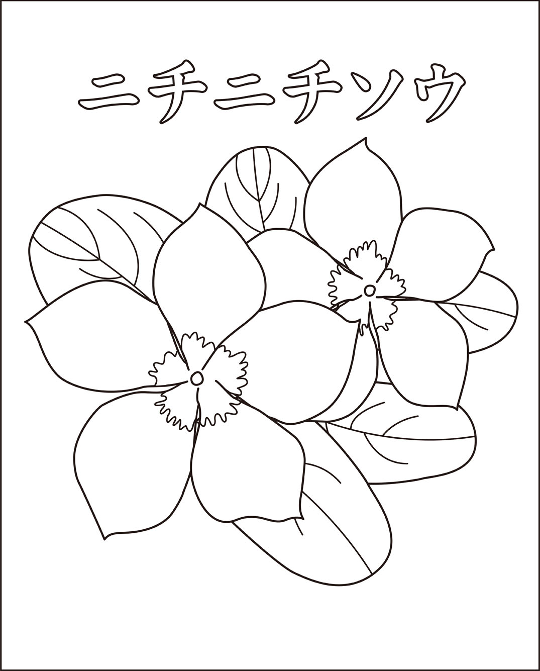 高齢者レク素材 日々草定番塗り絵介護レク広場レク素材やレクネタ企画書の無料ダウンロード